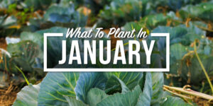 What To Plant In January: A Guide To Cold Weather Crops - The Tiny Life