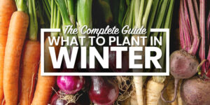 The Complete Winter Vegetables Chart: What To Plant In Winter - The ...