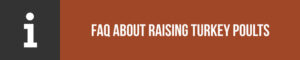 A Guide To Raising Turkey Poults On The Homestead - The Tiny Life