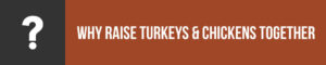 Raising Turkeys With Chickens: What You Need To Know - The Tiny Life