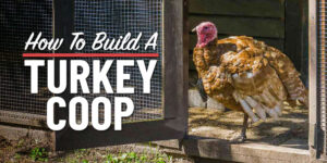 How To Build A Turkey Coop: A Step-By-Step Guide - The Tiny Life