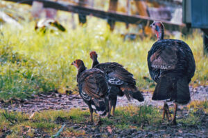 Raising Turkeys 101: A Guide For Beginners - The Tiny Life