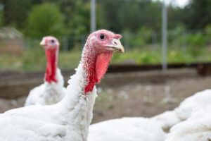 A Guide To Raising Turkey Poults On The Homestead - The Tiny Life