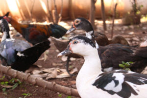 Breeding Muscovy Ducks: A Guide To Mating And Behavior - The Tiny Life