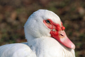 Best Ducks For Meat: Top Duck Breeds For Taste & Yield - The Tiny Life