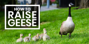 From Goose To Gander: Your Guide To Raising Geese - The Tiny Life