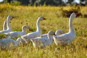 From Goose To Gander: Your Guide To Raising Geese - The Tiny Life